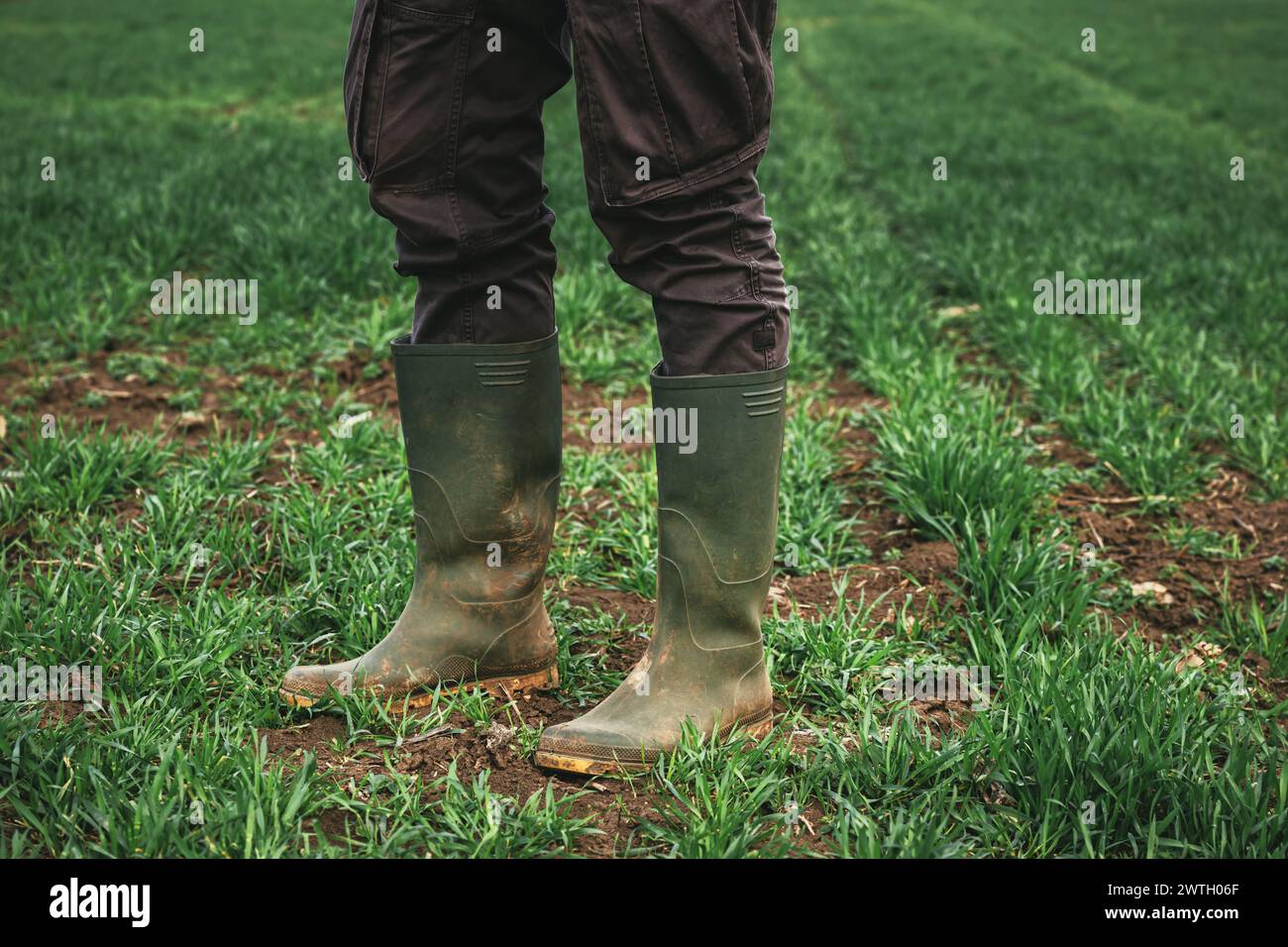 Agronomist wearing green rubber boots standing in wheat crop seedling ...