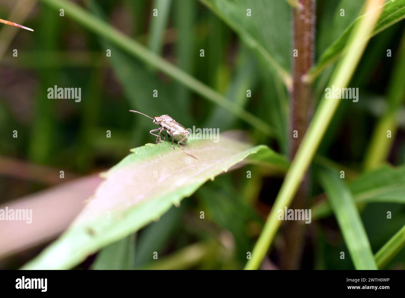 Brown stink bug marmorated hi-res stock photography and images - Alamy