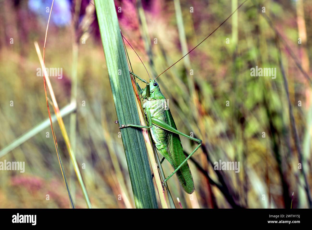 Forest grasshopper view hi-res stock photography and images - Alamy