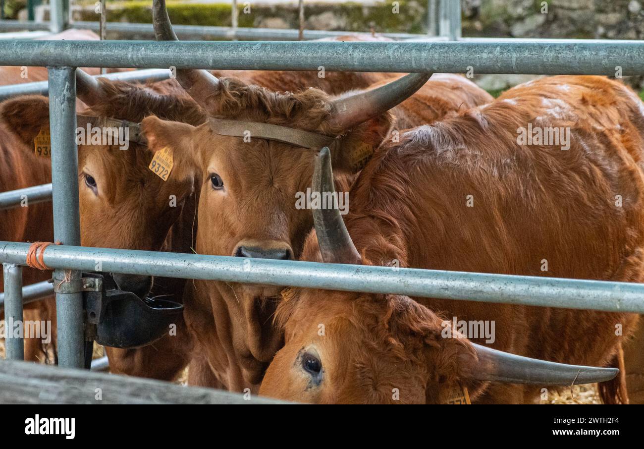 Barrosa hi-res stock photography and images - Alamy