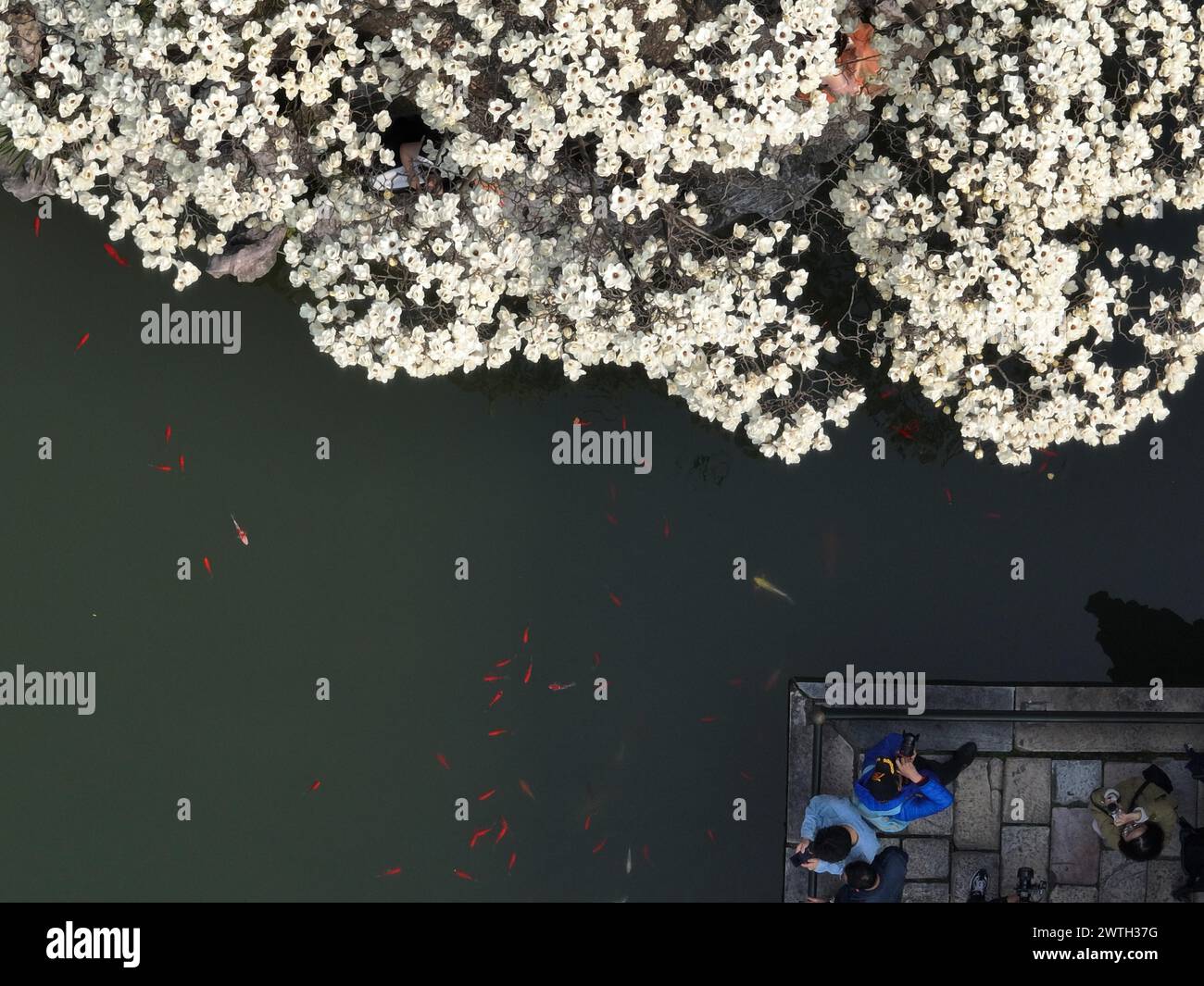 Magnolia flowers bloom at He Garden in Yangzhou City, east China's ...