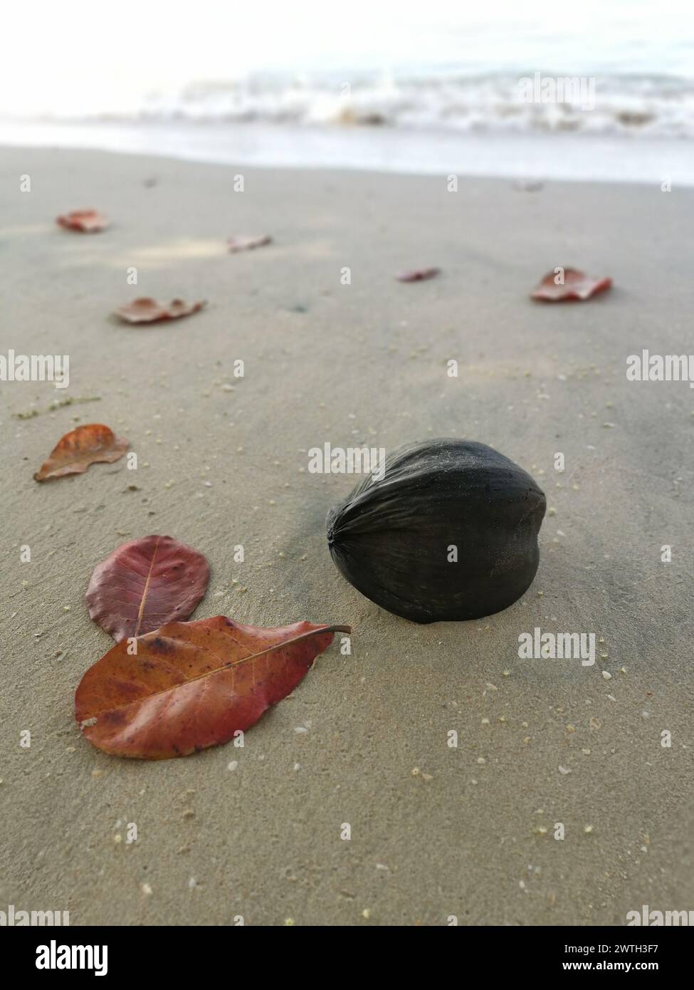 stranded dried drift coconut with terminalia catappa leaves on the ...