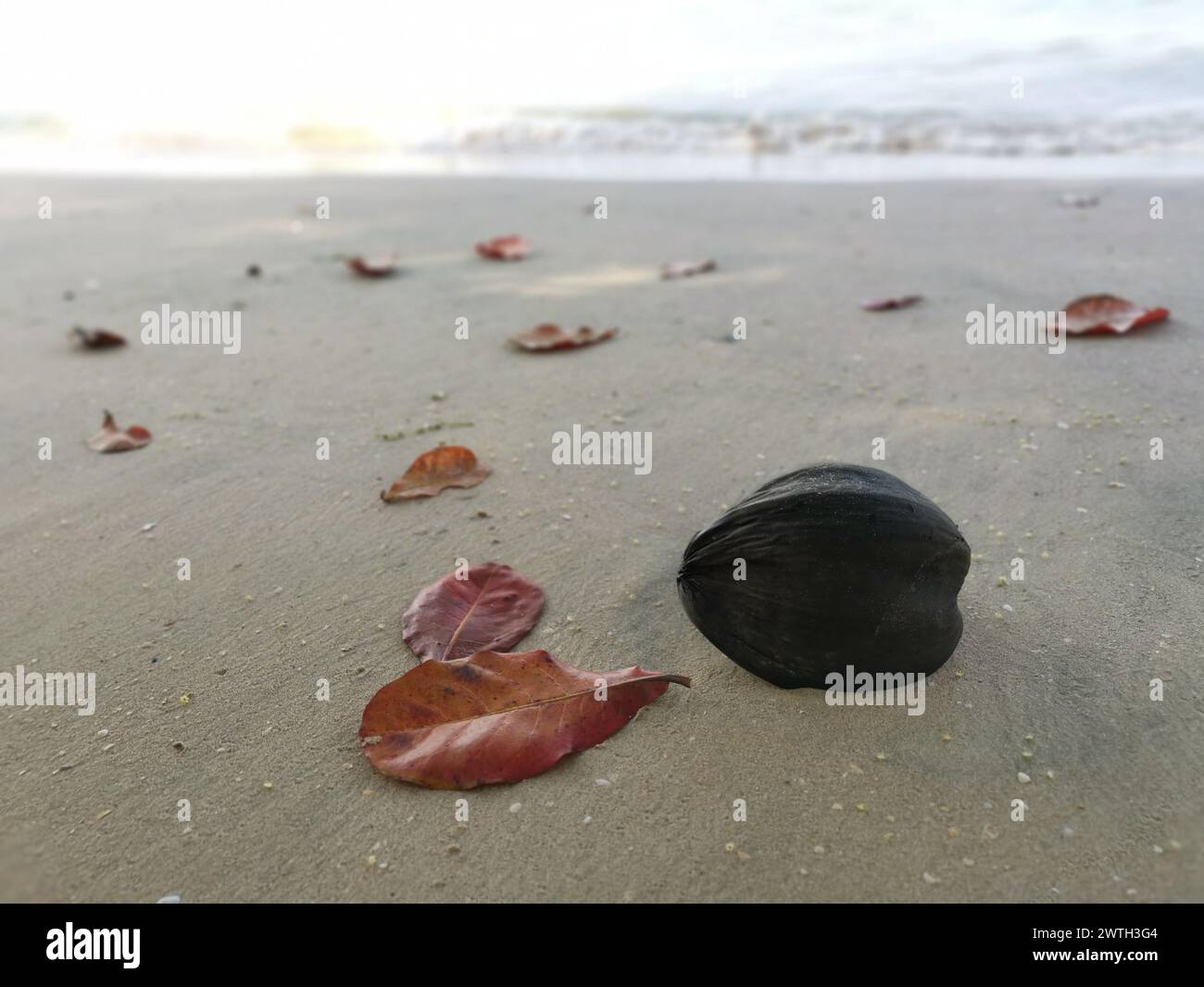 stranded dried drift coconut with terminalia catappa leaves on the ...