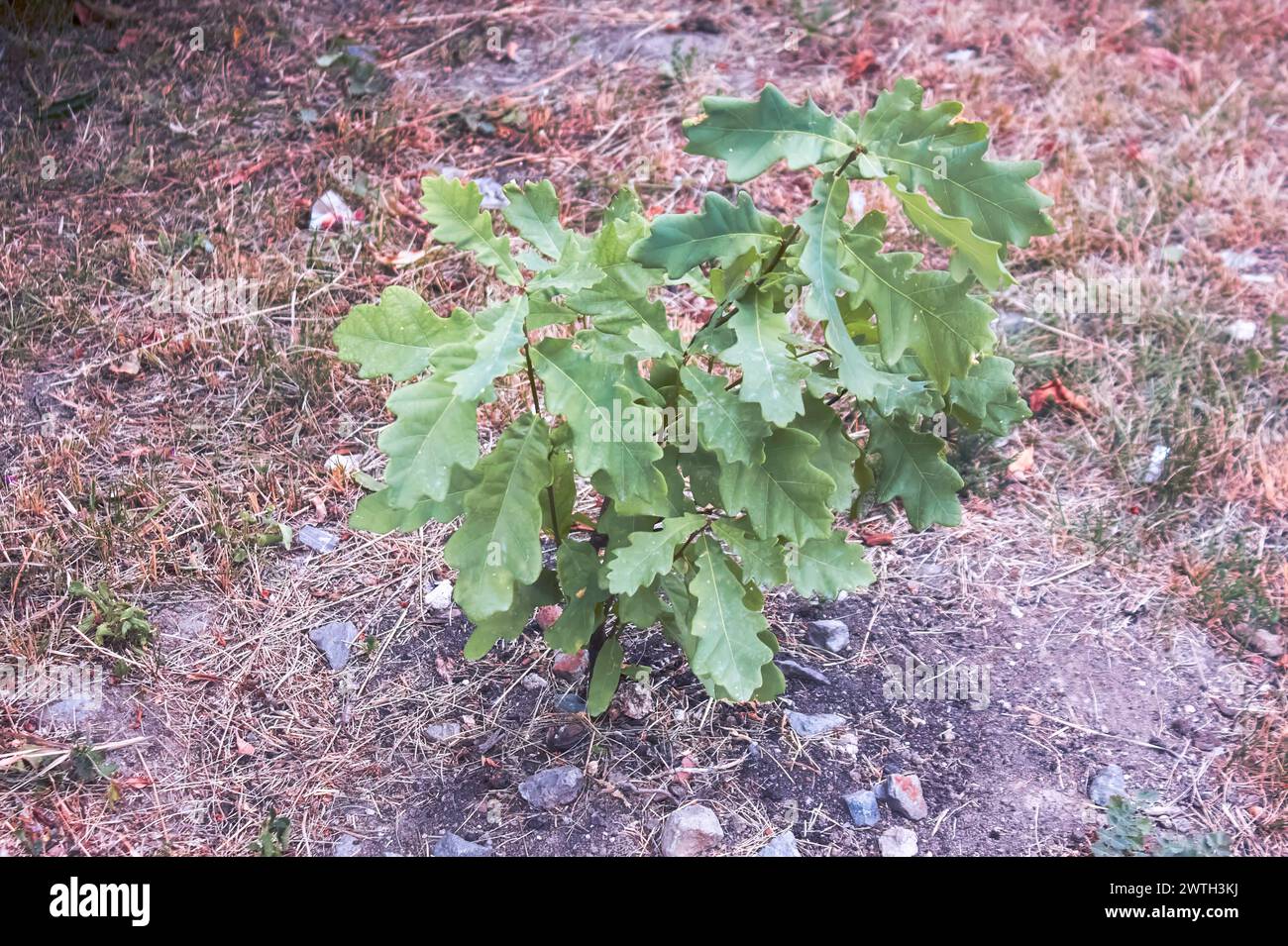 Quercus robur young plant. English oak, or summer oak, or common oak ...