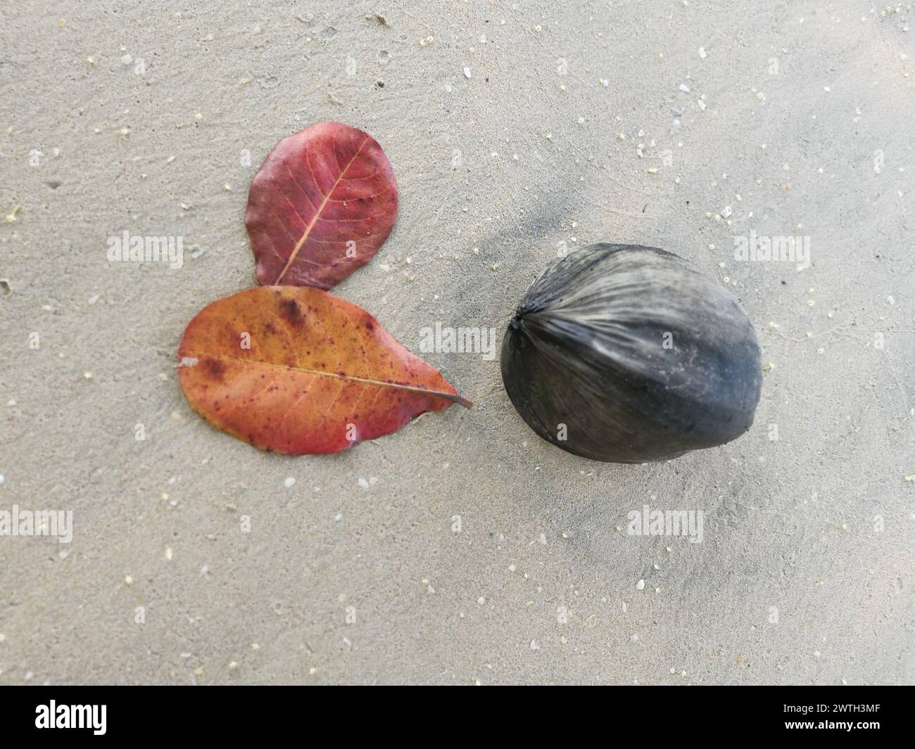stranded dried drift coconut with terminalia catappa leaves on the ...