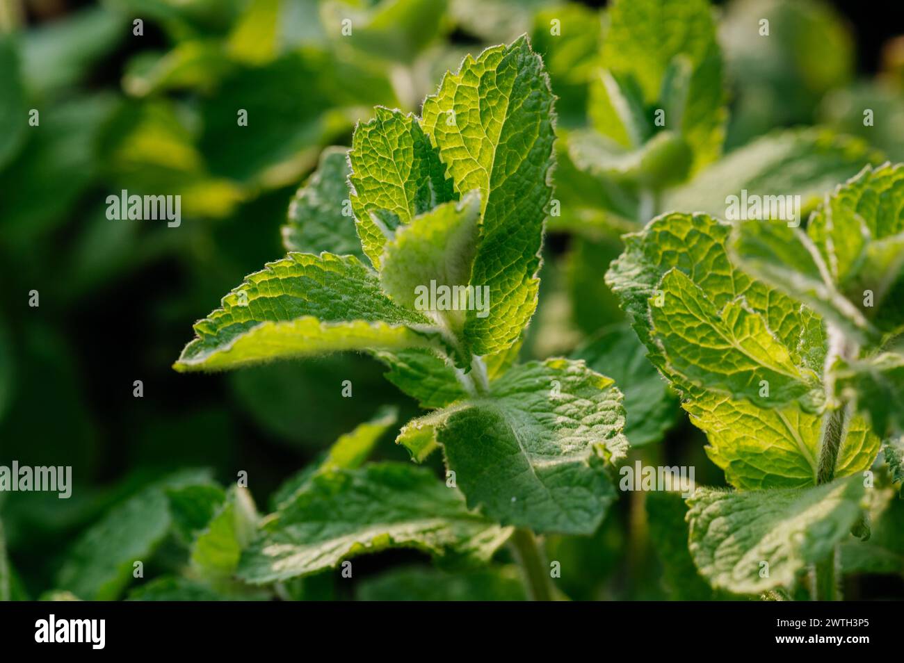 Peppermint leaves, aromatic medicinal herb growing in the garden Stock ...