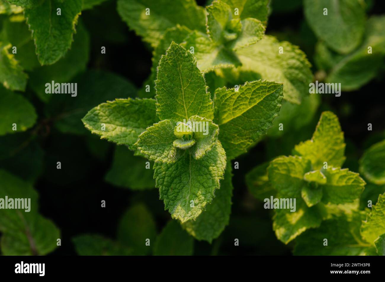 Peppermint leaves, aromatic medicinal herb growing in the garden Stock ...