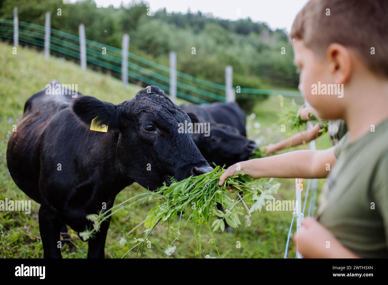 Boy feeding animals in paddock with grass. Taking care of cow. Farm ...