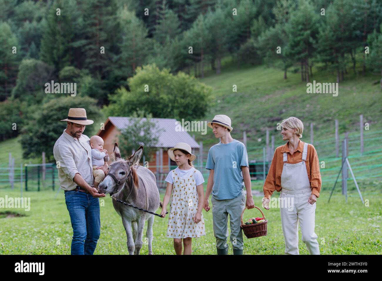 Farmer family walking with donkey on their farm. A gray mule as a farm ...
