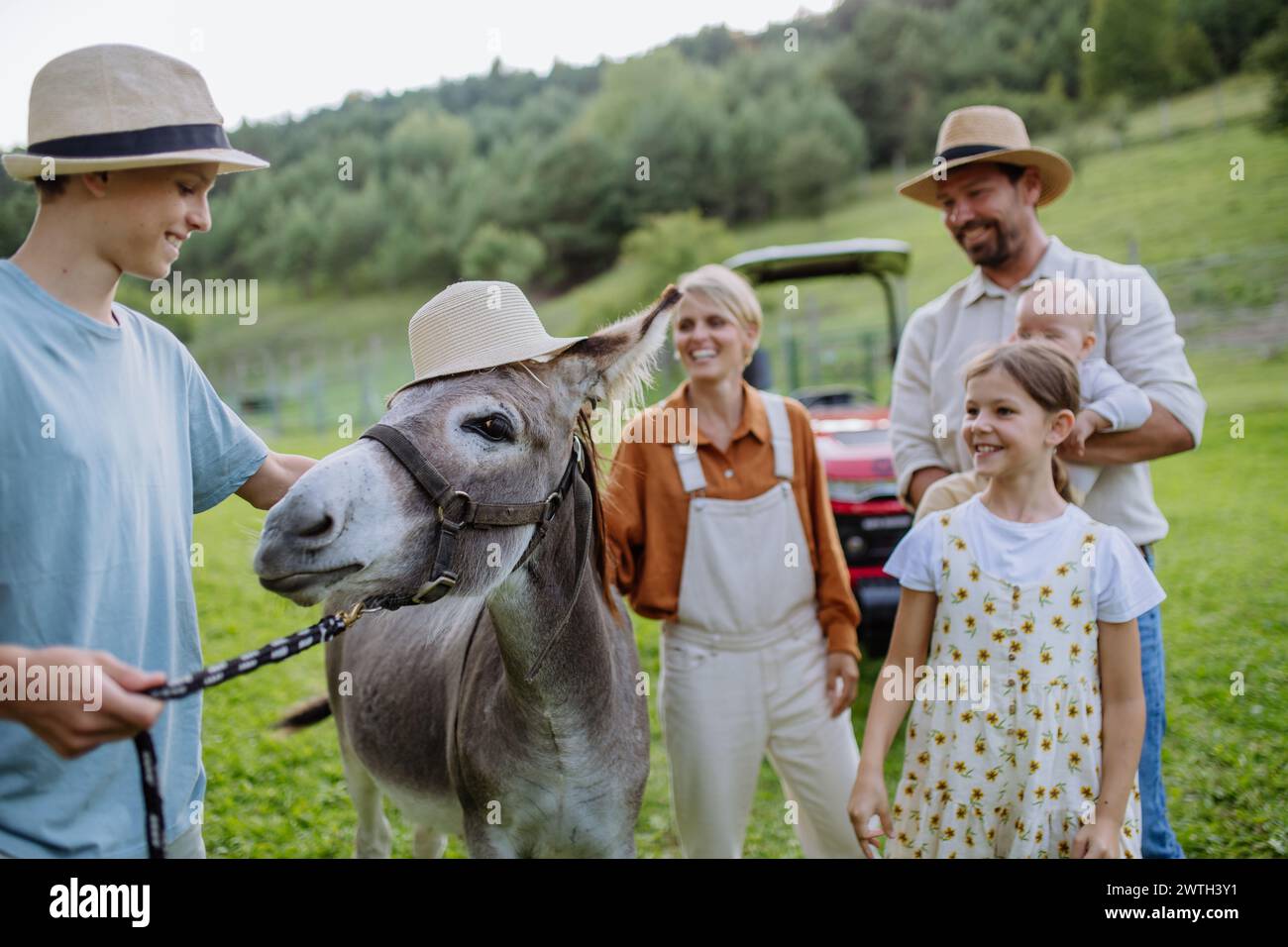 Farmer family walking with donkey on their farm. A gray mule wearing ...