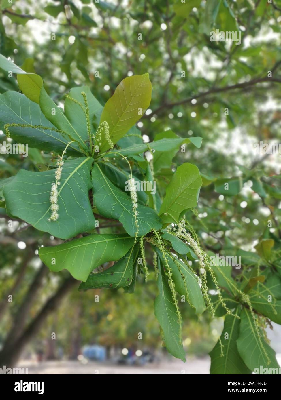 Terminalia catappa branches out by the beachfront Stock Photo - Alamy