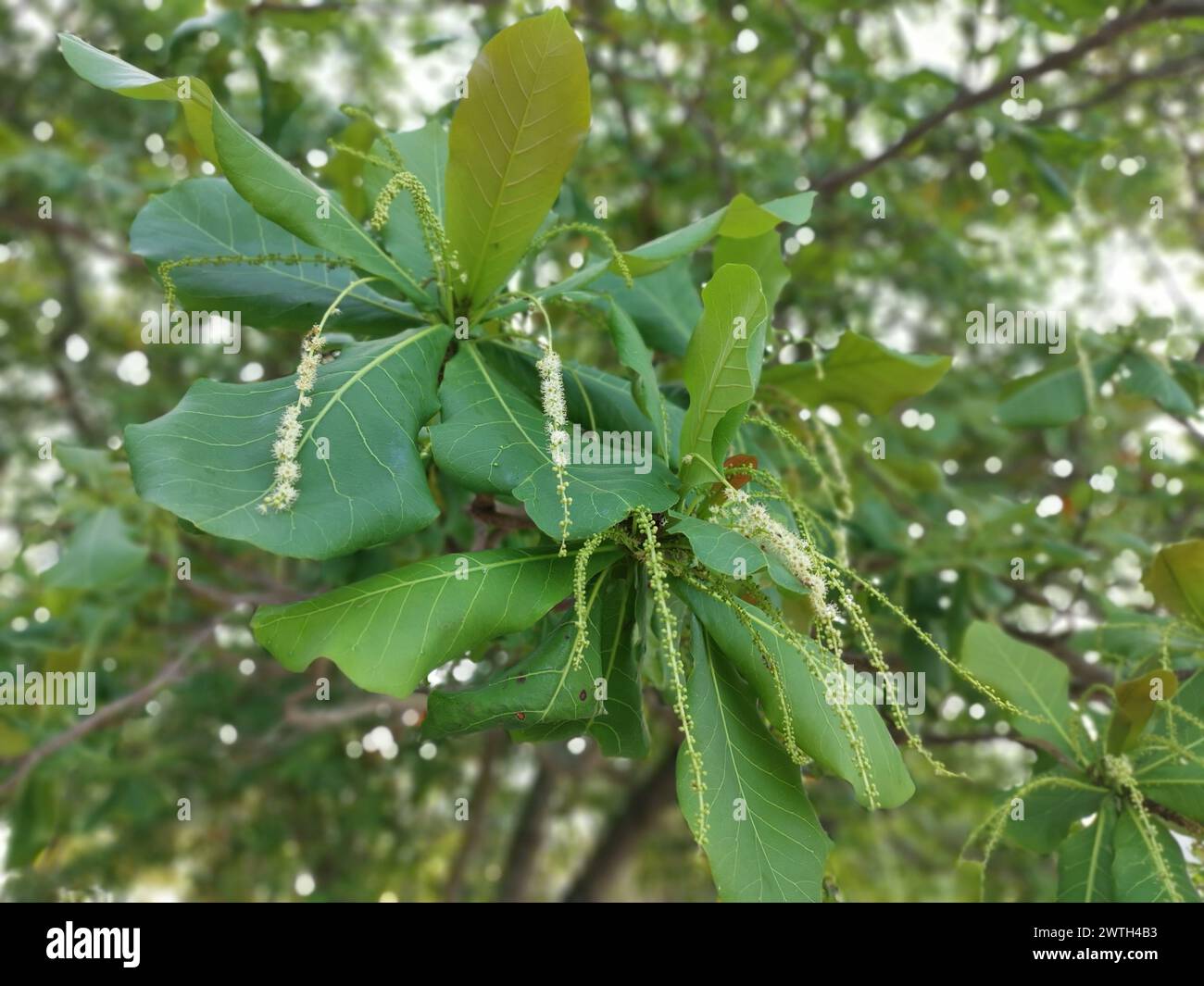 Terminalia catappa branches out by the beachfront Stock Photo - Alamy