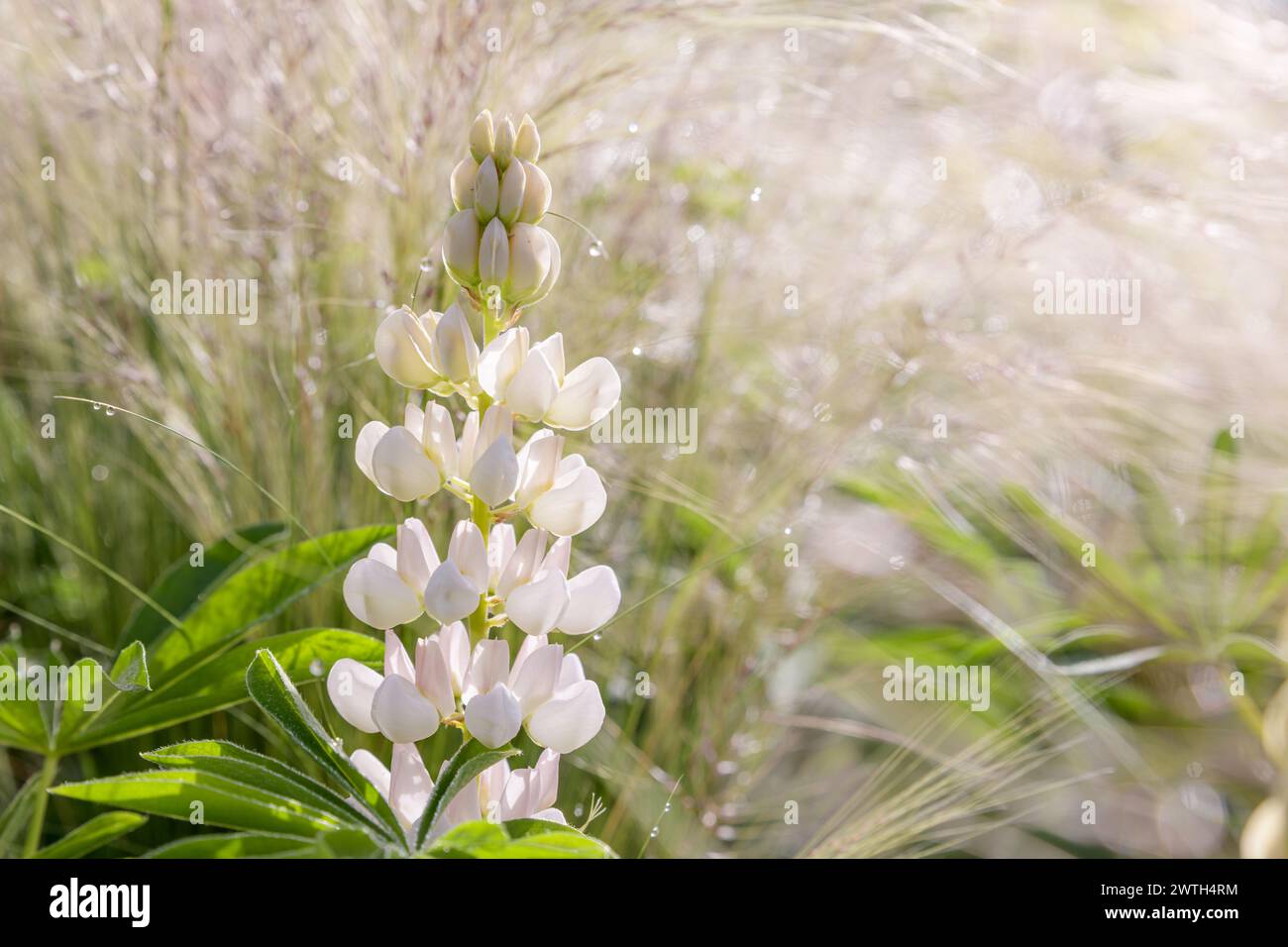 White lupin hi-res stock photography and images - Alamy