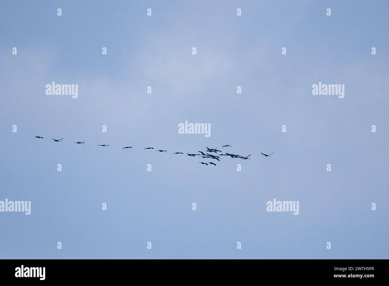 Cranes fly in V formation in the sky. Migratory birds on the Darss ...