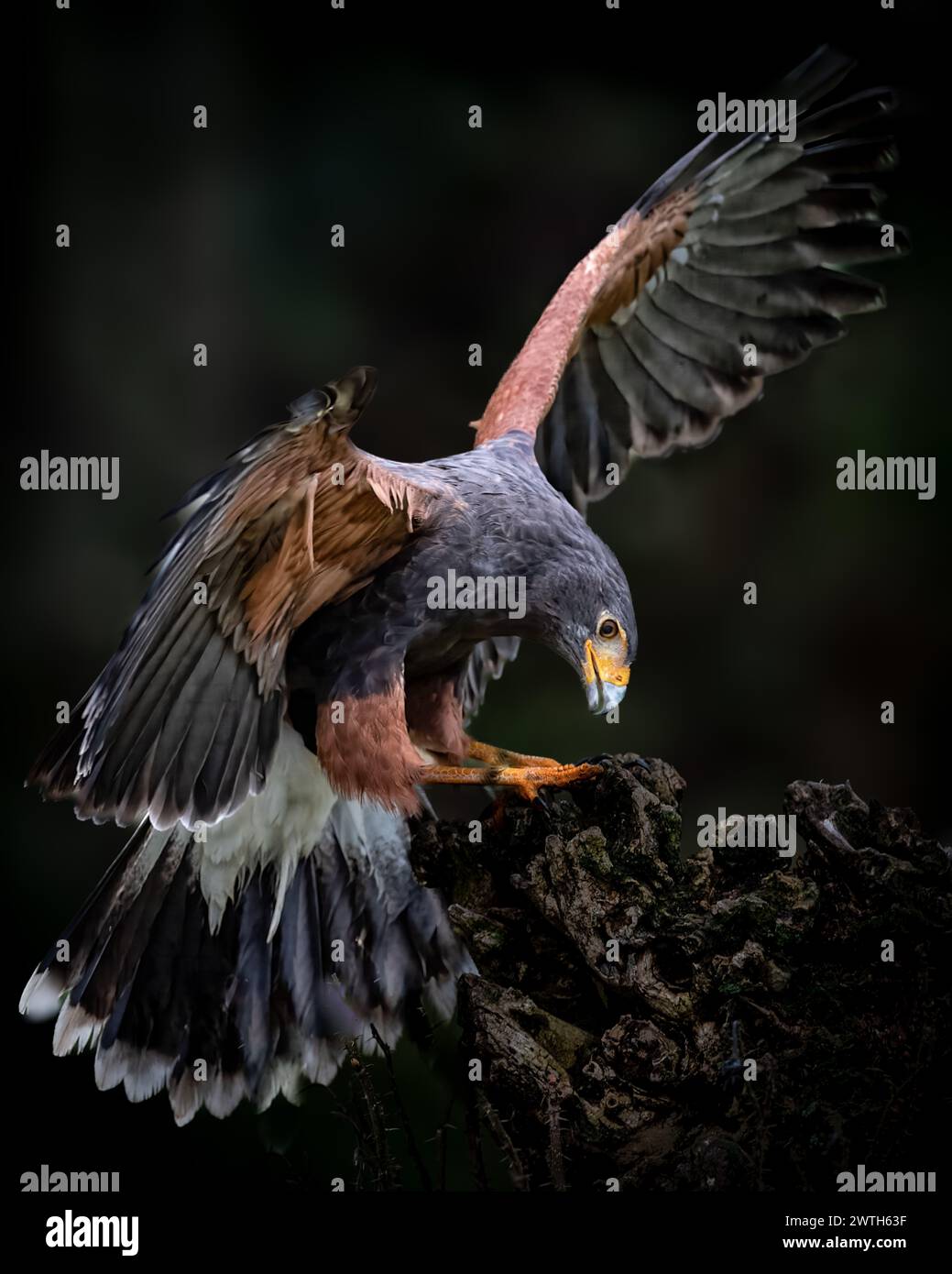 Hawk launch hi-res stock photography and images - Alamy