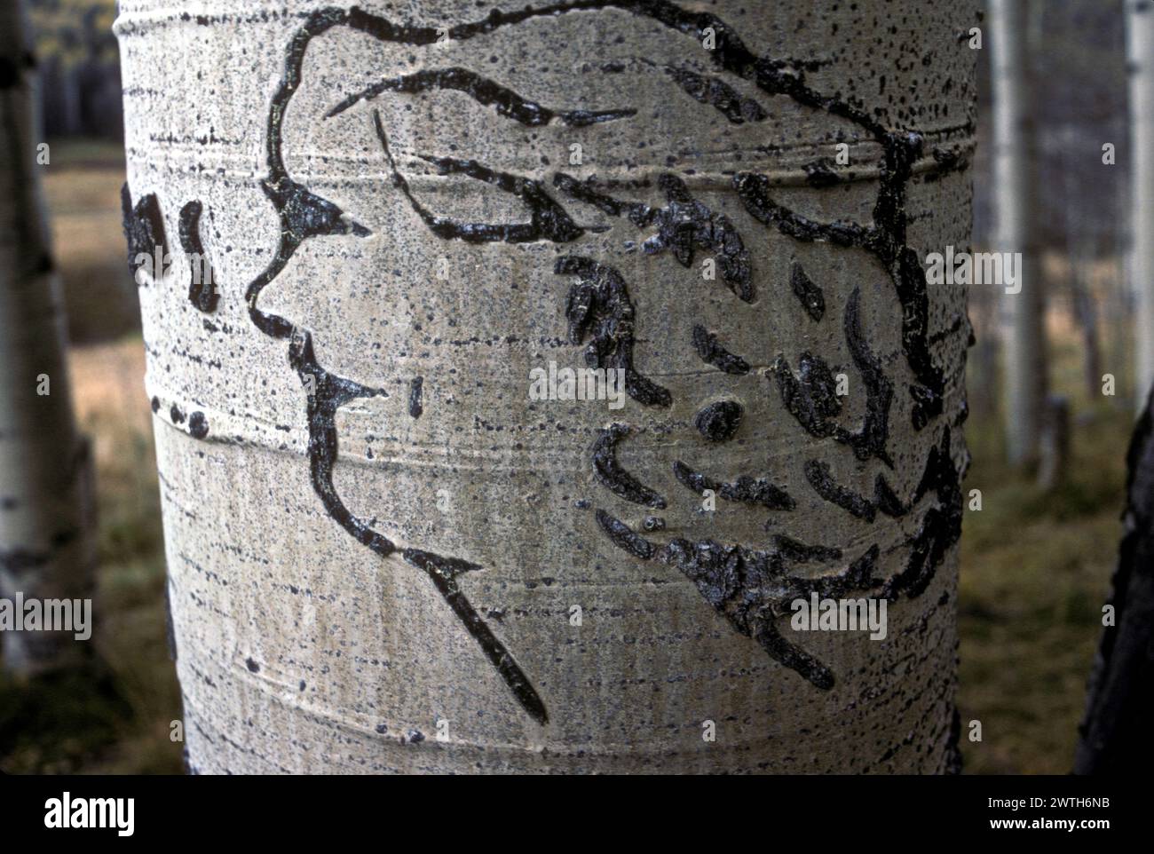 Aspen carvings hi-res stock photography and images - Alamy
