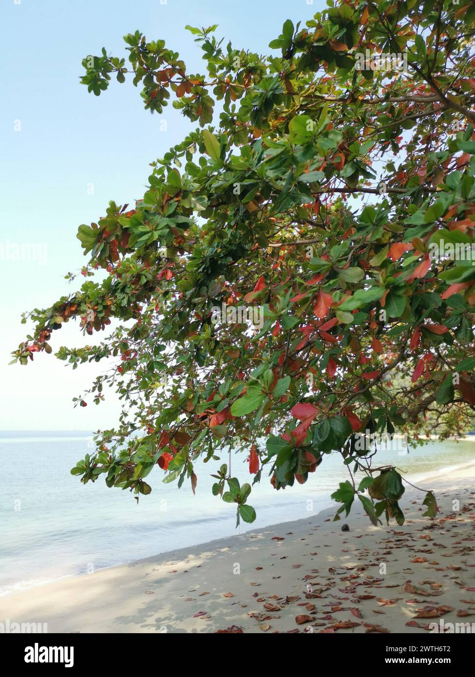 Terminalia catappa branches out by the beachfront Stock Photo - Alamy