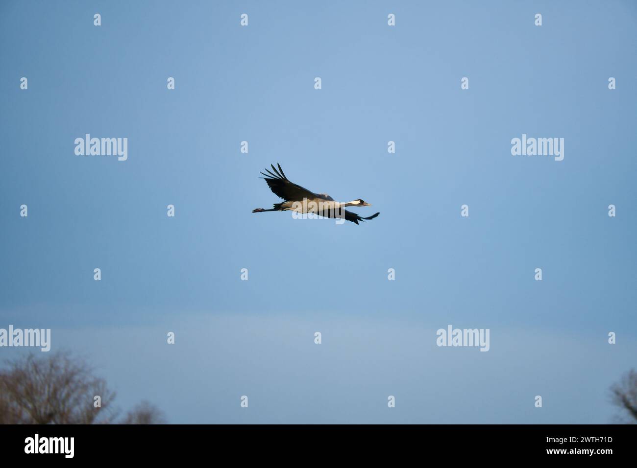Cranes fly in the blue sky. Migratory birds on the Darss. Wildlife ...