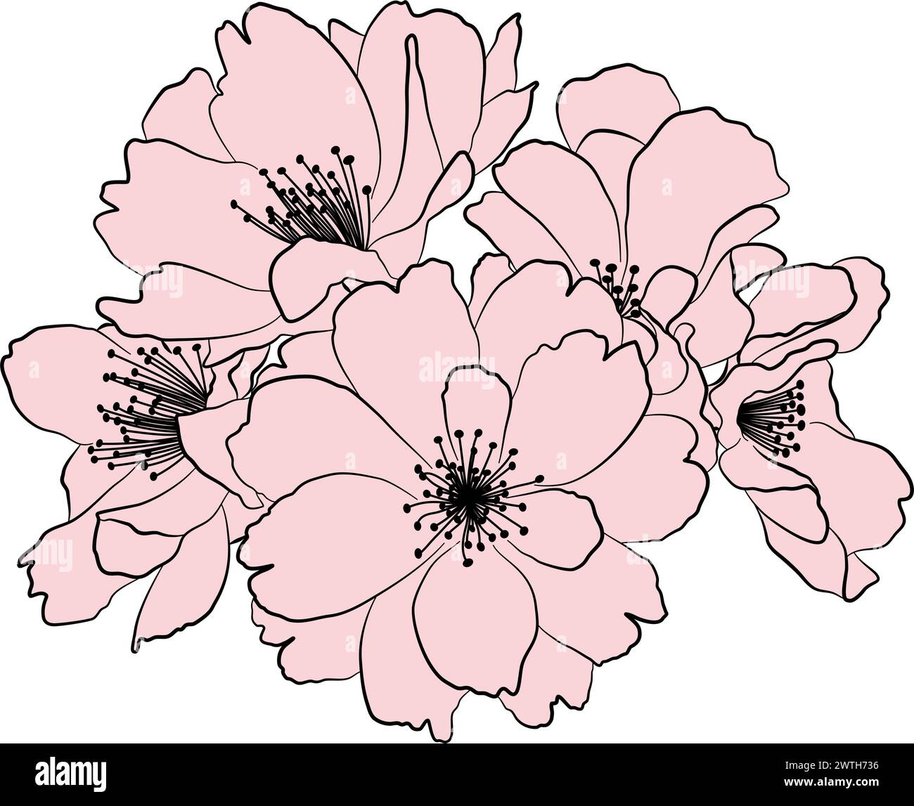 Pink cherry blossoms black line art Stock Vector Image & Art - Alamy