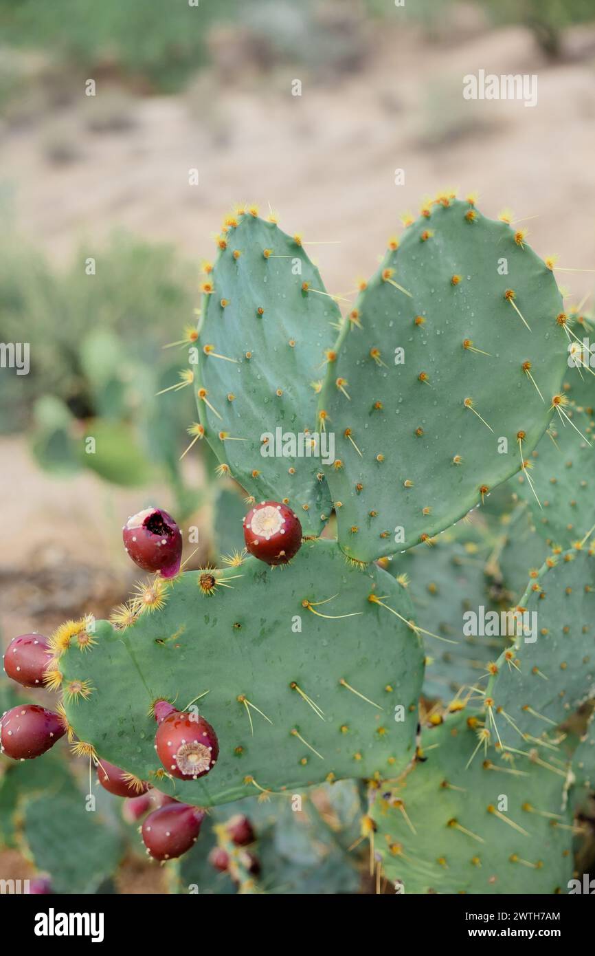 cacti shape of an animal bunny rabbit prickly pear cactus desert Stock ...