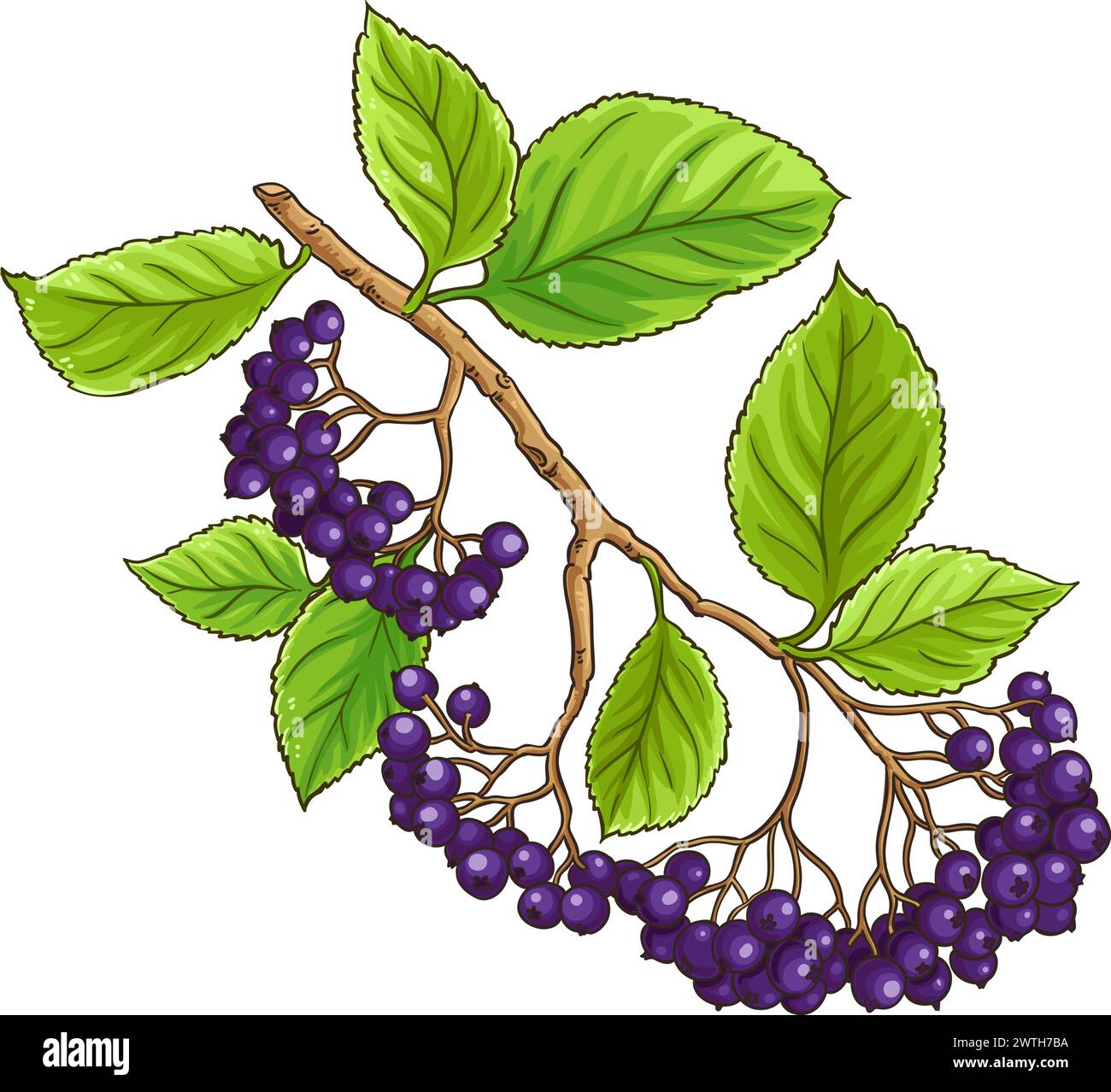 Black rowan hi-res stock photography and images - Alamy