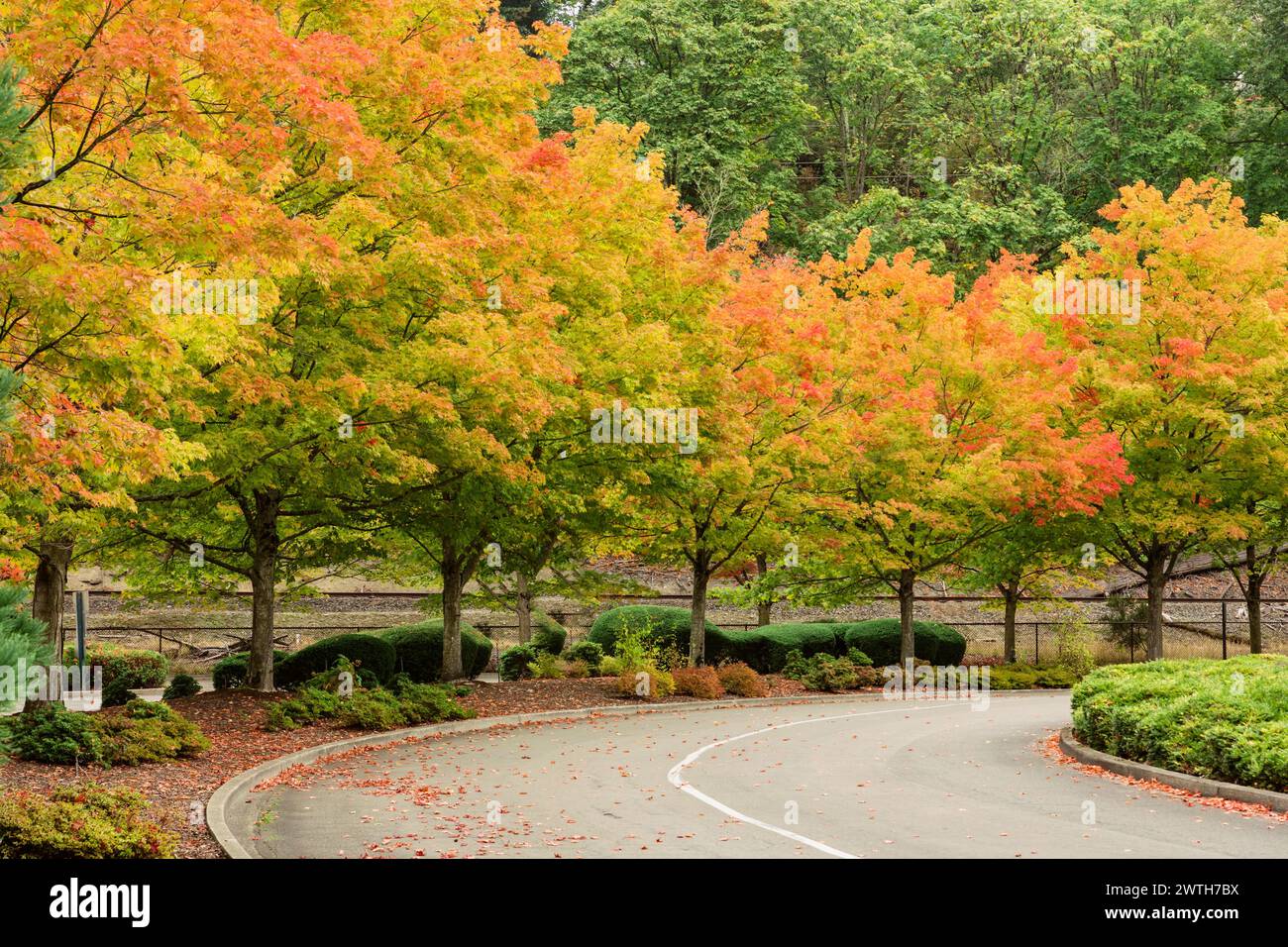 autumn changing leaves on an empty road seattle washington seasons ...