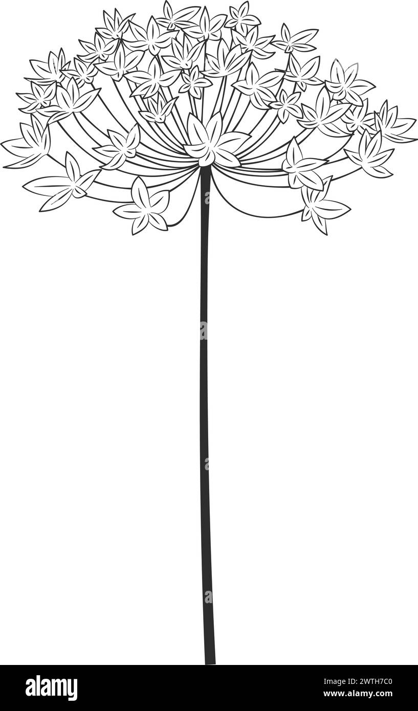 Botanical abstract line art Black and White Stock Photos & Images - Alamy