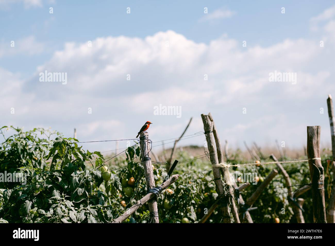 red bird in tomato field in Mexico Stock Photo - Alamy