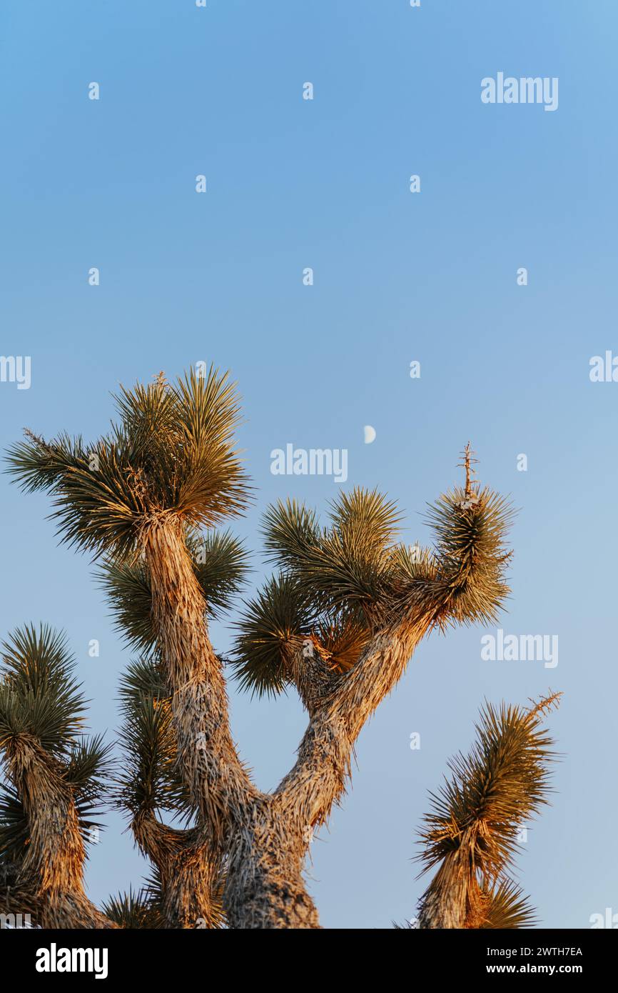 Spiky Joshua Trees looking at moon Stock Photo - Alamy