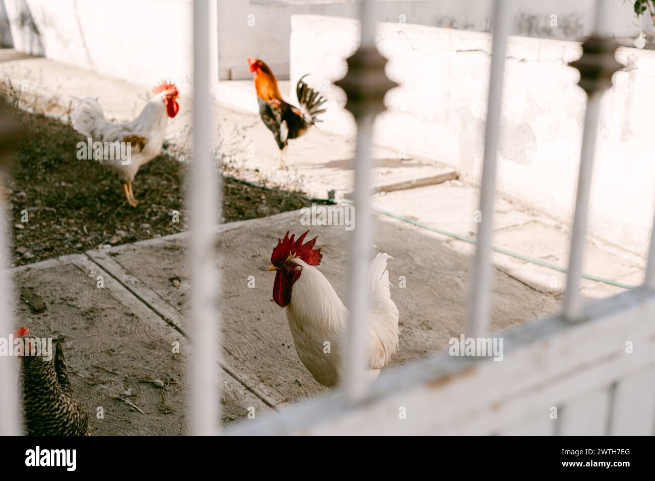 Red rooster hi-res stock photography and images - Alamy