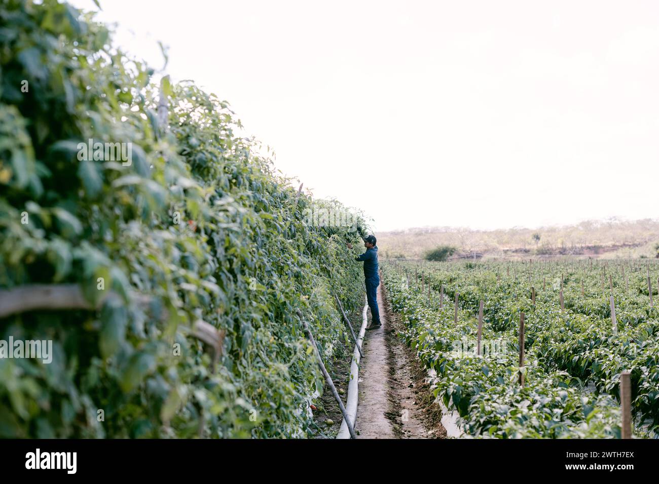 Farmer picking vegetables hi-res stock photography and images - Alamy