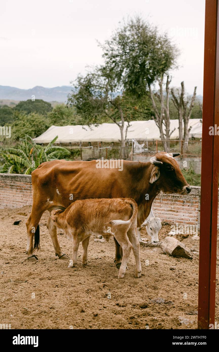 Cow calf drinking milk hi-res stock photography and images - Alamy
