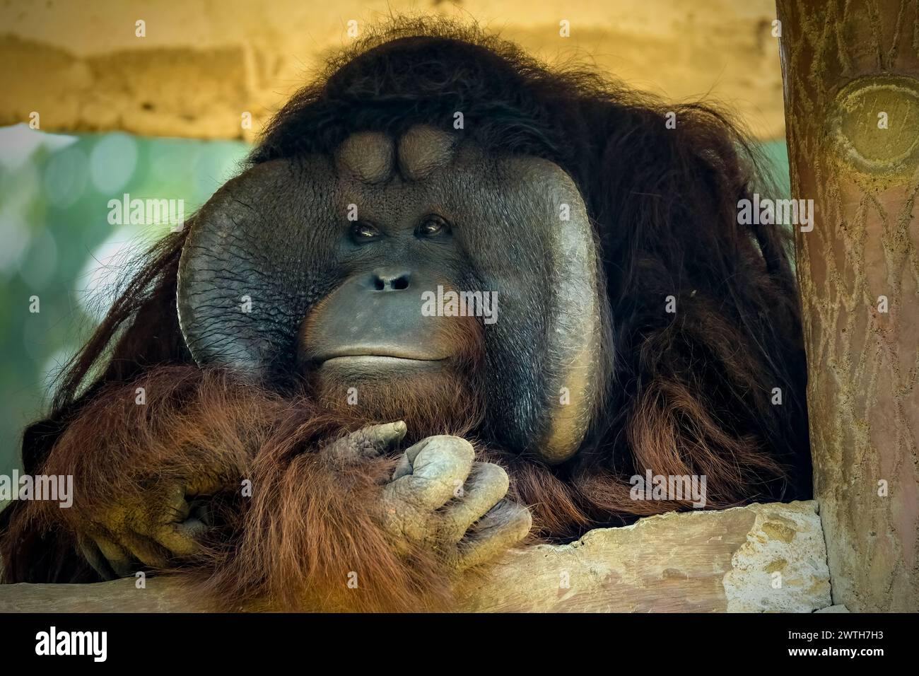 Portrait of Bornean Orangutan Pongo Pygmaeus Stock Photo - Alamy