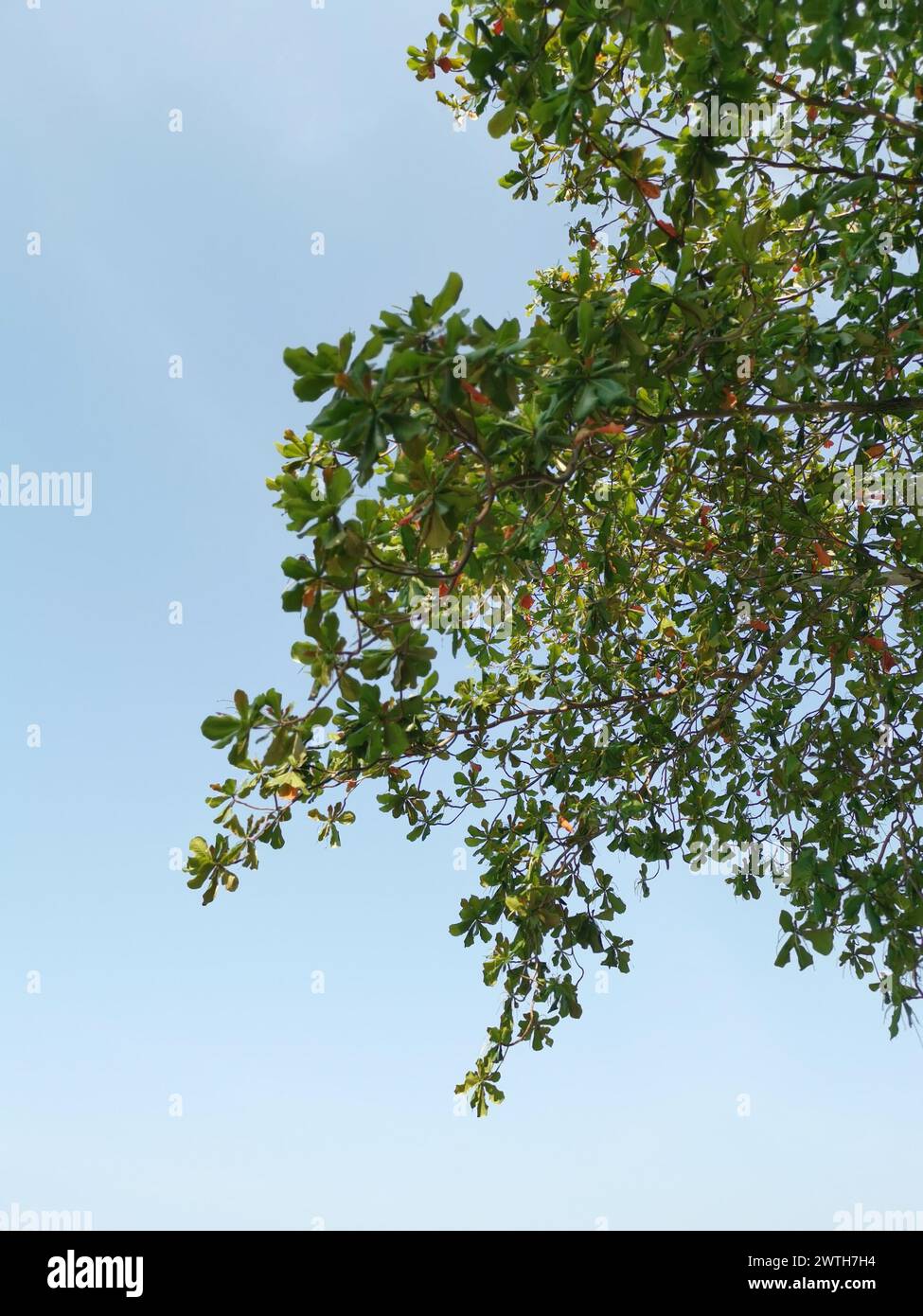 Terminalia catappa branches out by the beachfront Stock Photo - Alamy