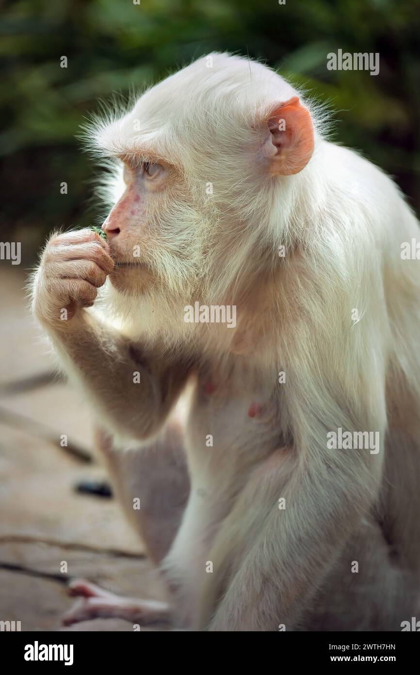 Albino animal hi-res stock photography and images - Alamy