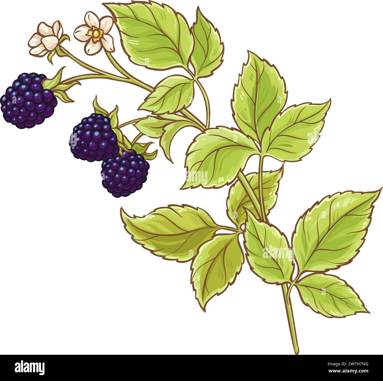 Blackberry Branch Colored Detailed Illustration Stock Vector Image ...