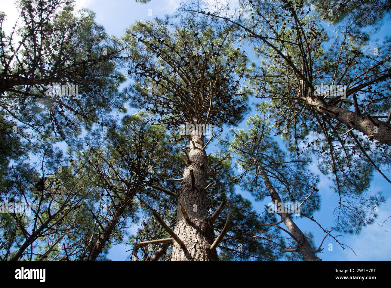 Branches of pine forest hi-res stock photography and images - Alamy
