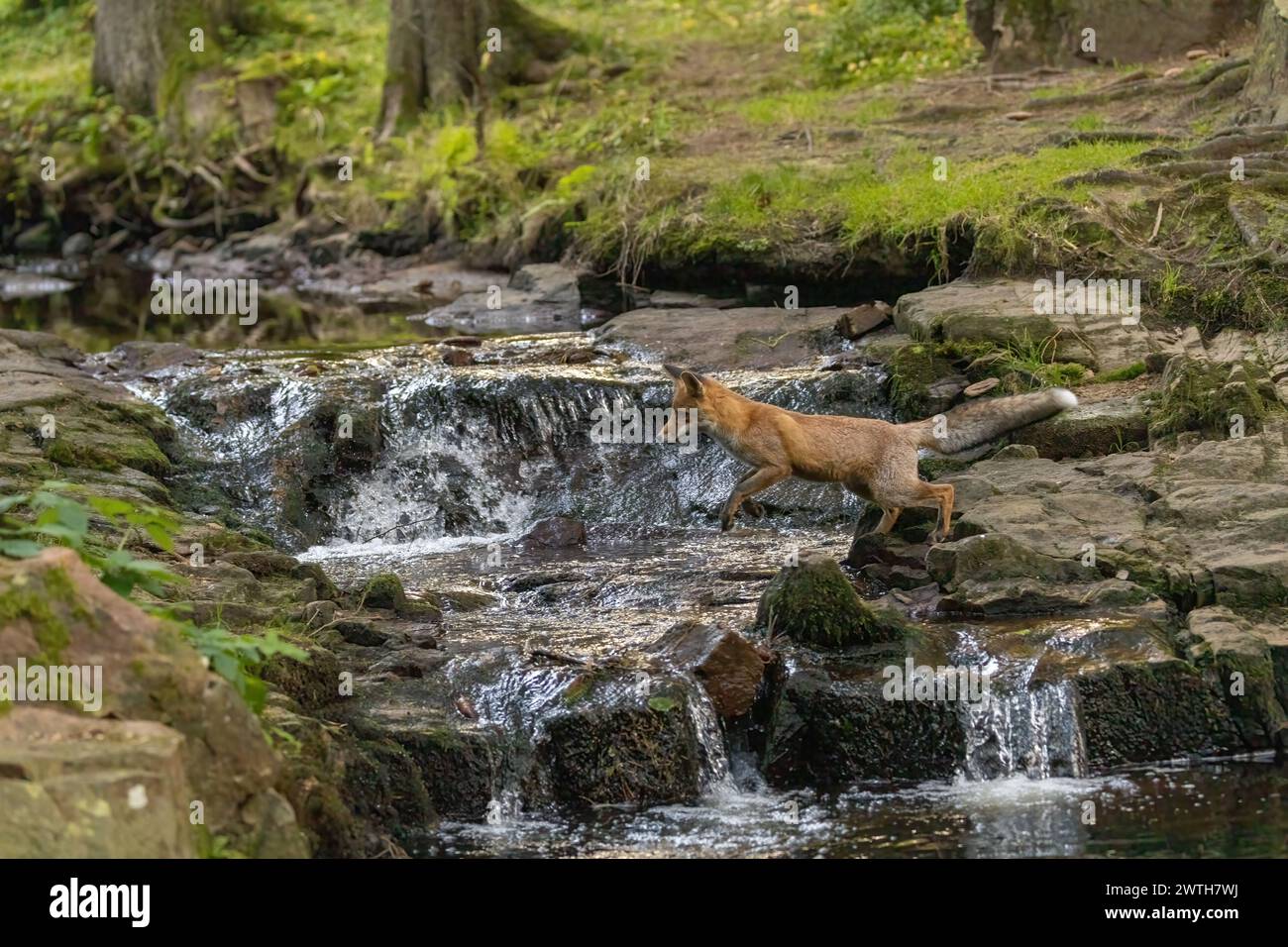 Cute fox is jumping over the stream in the forest near a waterfall ...
