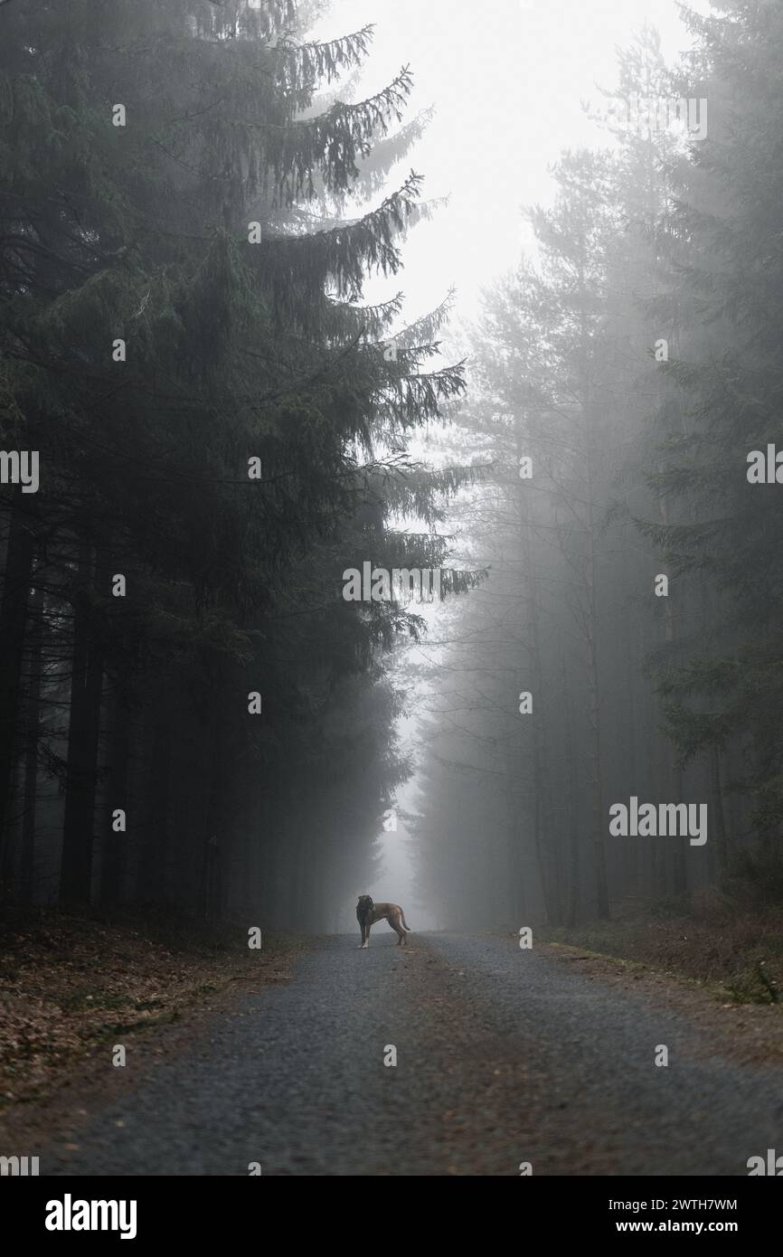Dog in distance hi-res stock photography and images - Alamy