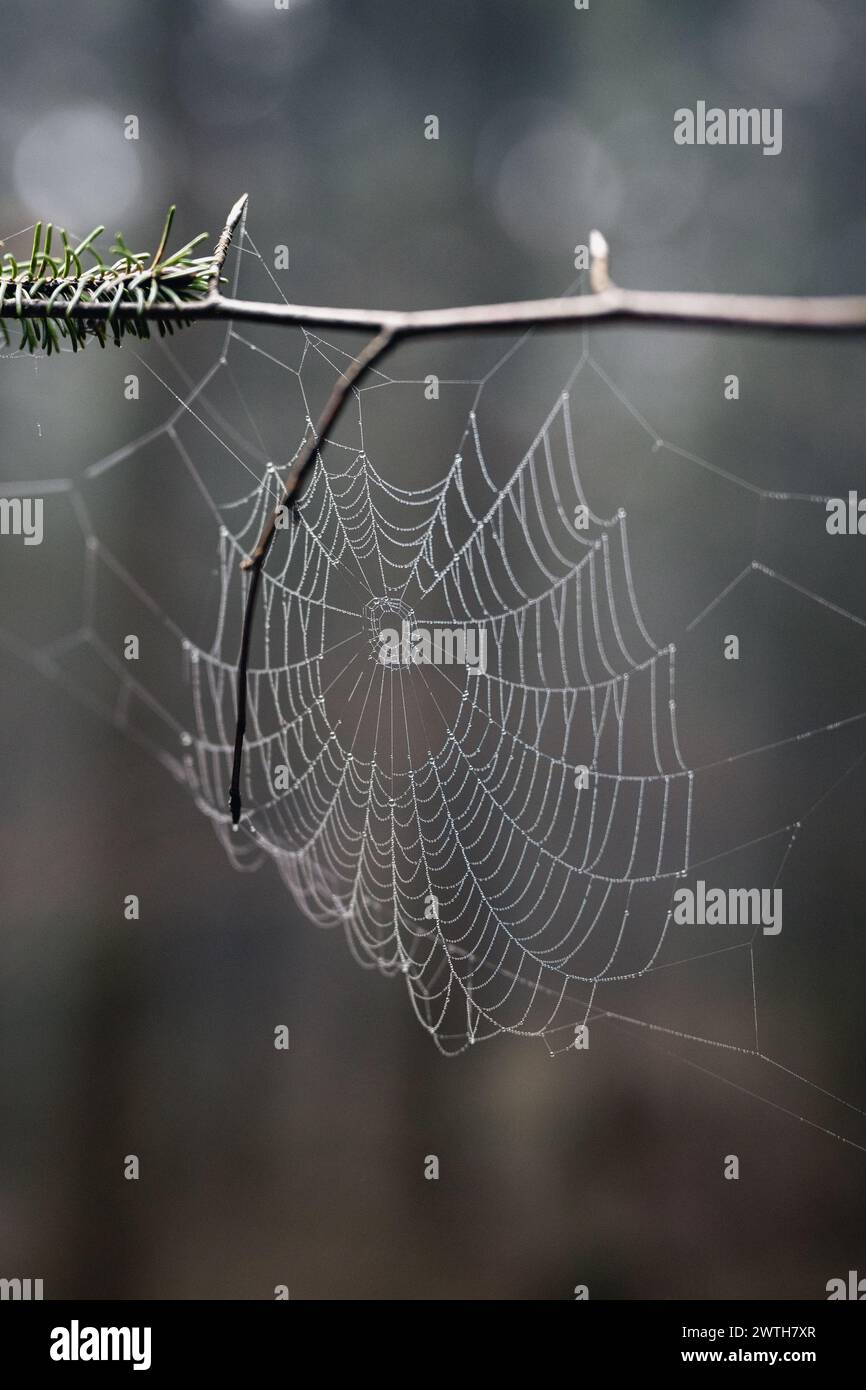 Spider web covered in droplets in forrest Stock Photo - Alamy