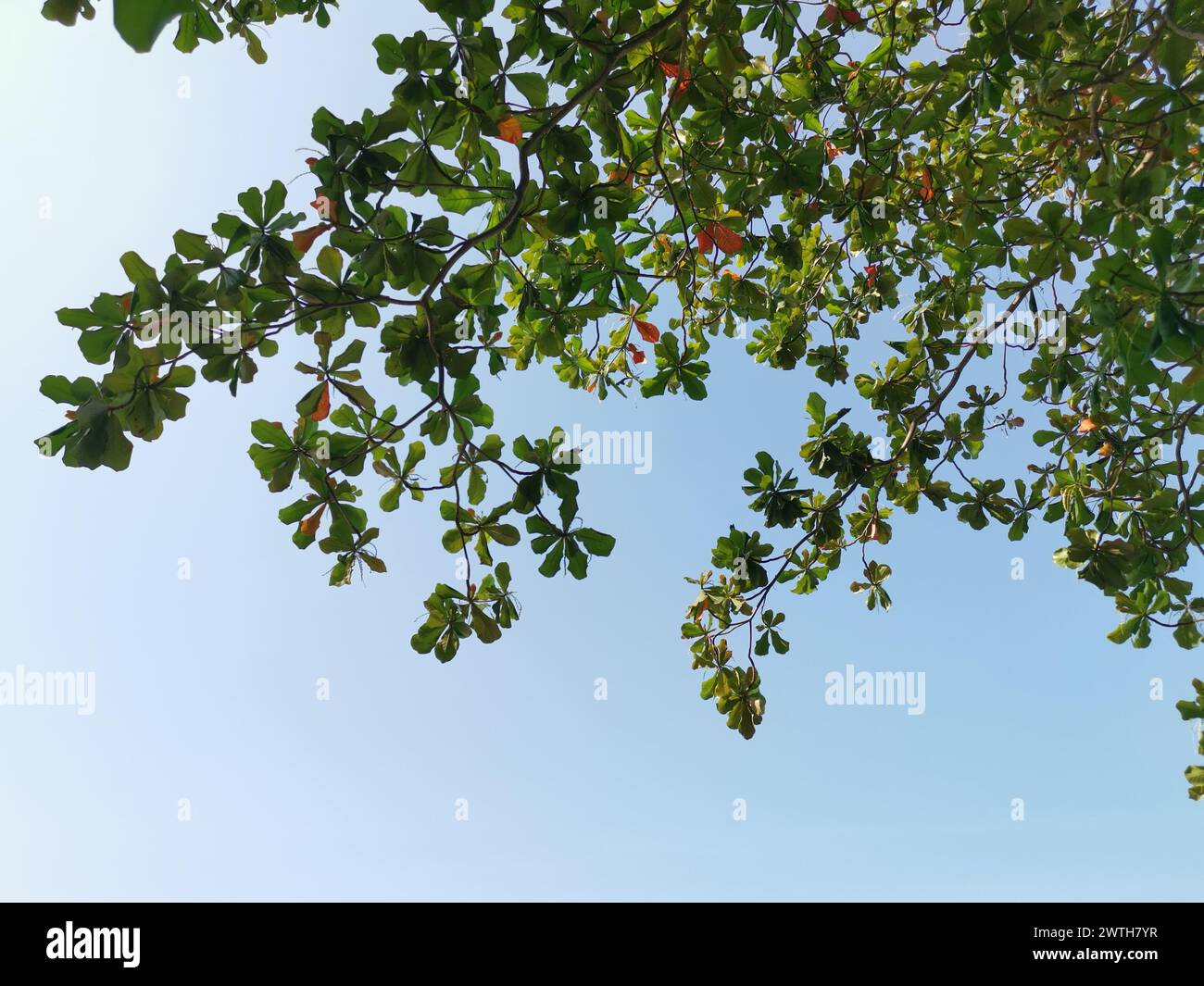 Terminalia catappa branches out by the beachfront Stock Photo - Alamy