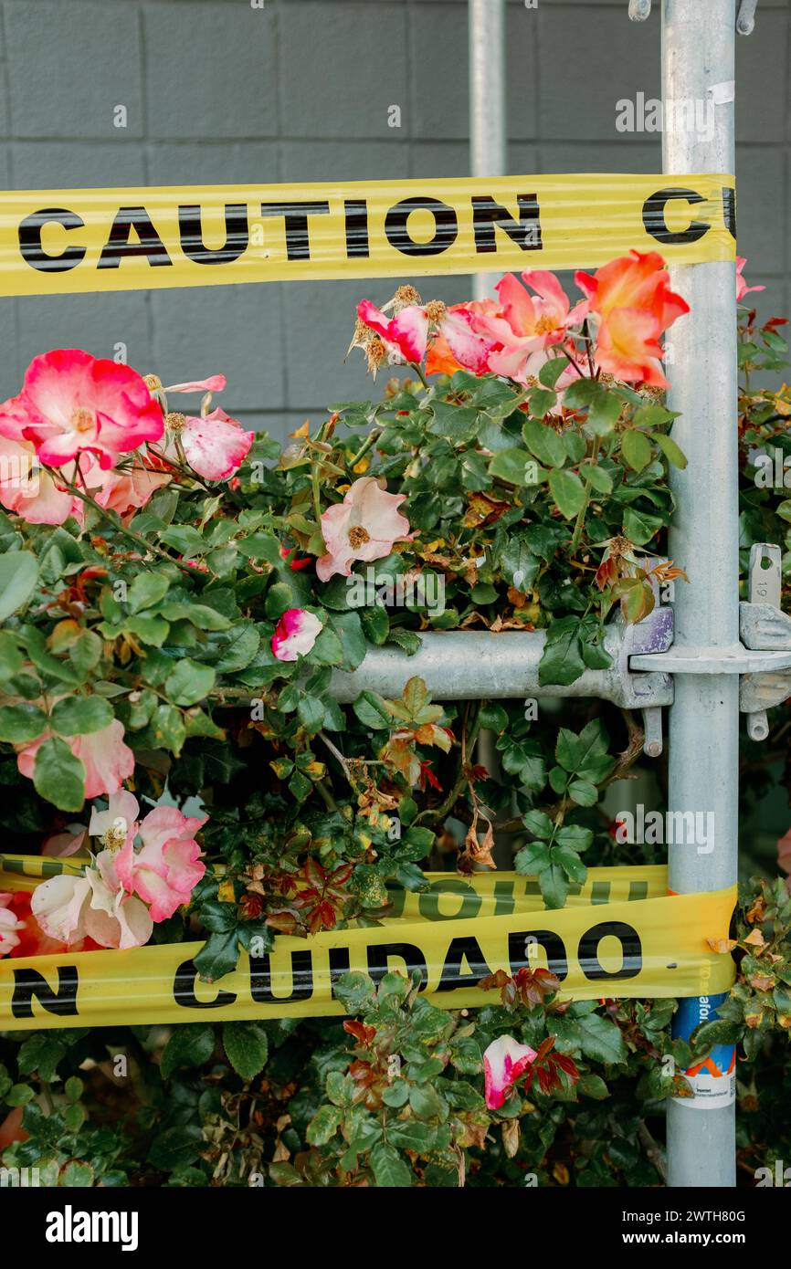 Caution Sign around Flower Bush Stock Photo - Alamy
