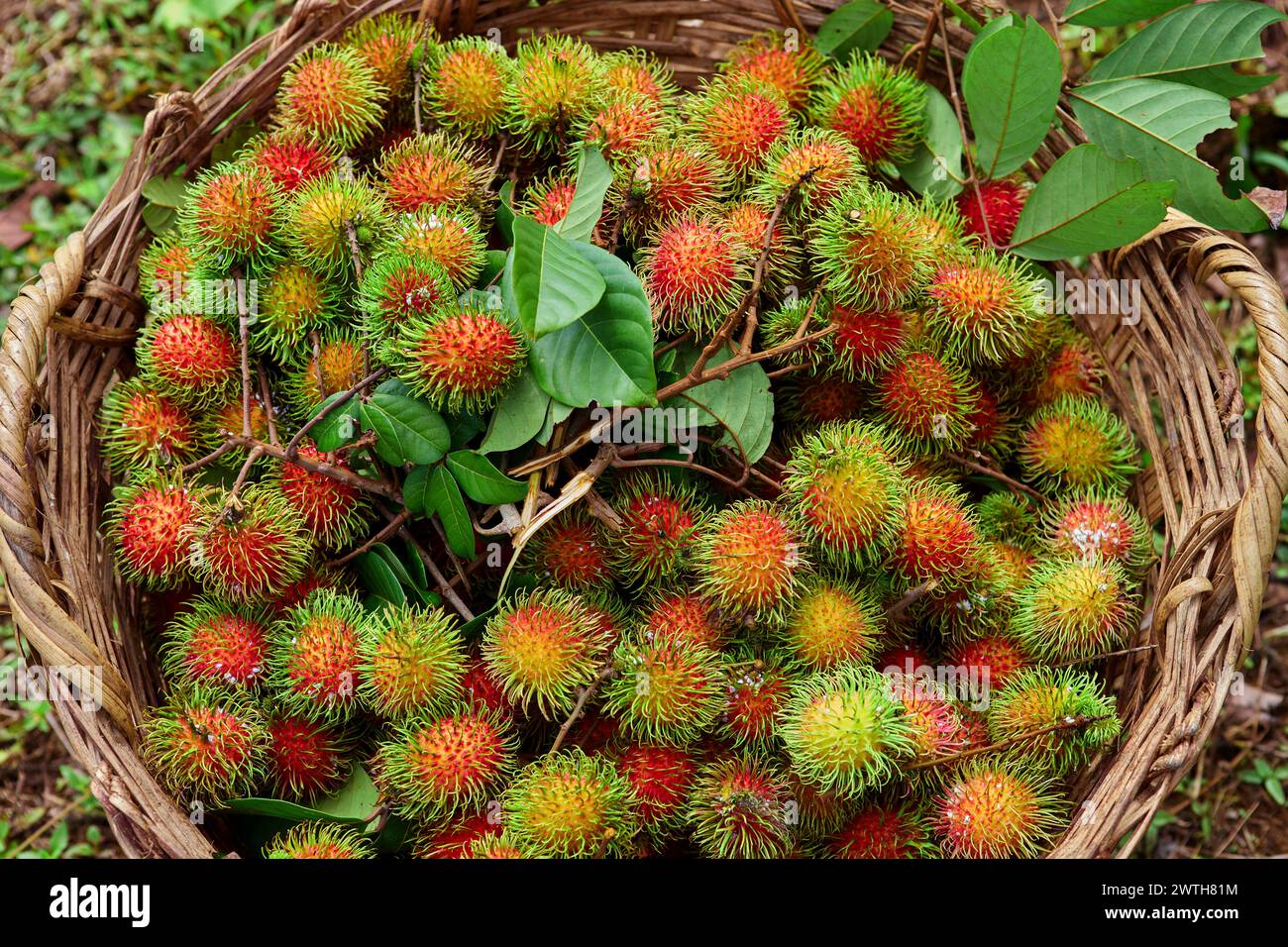 Rambutan harvesting hi-res stock photography and images - Alamy