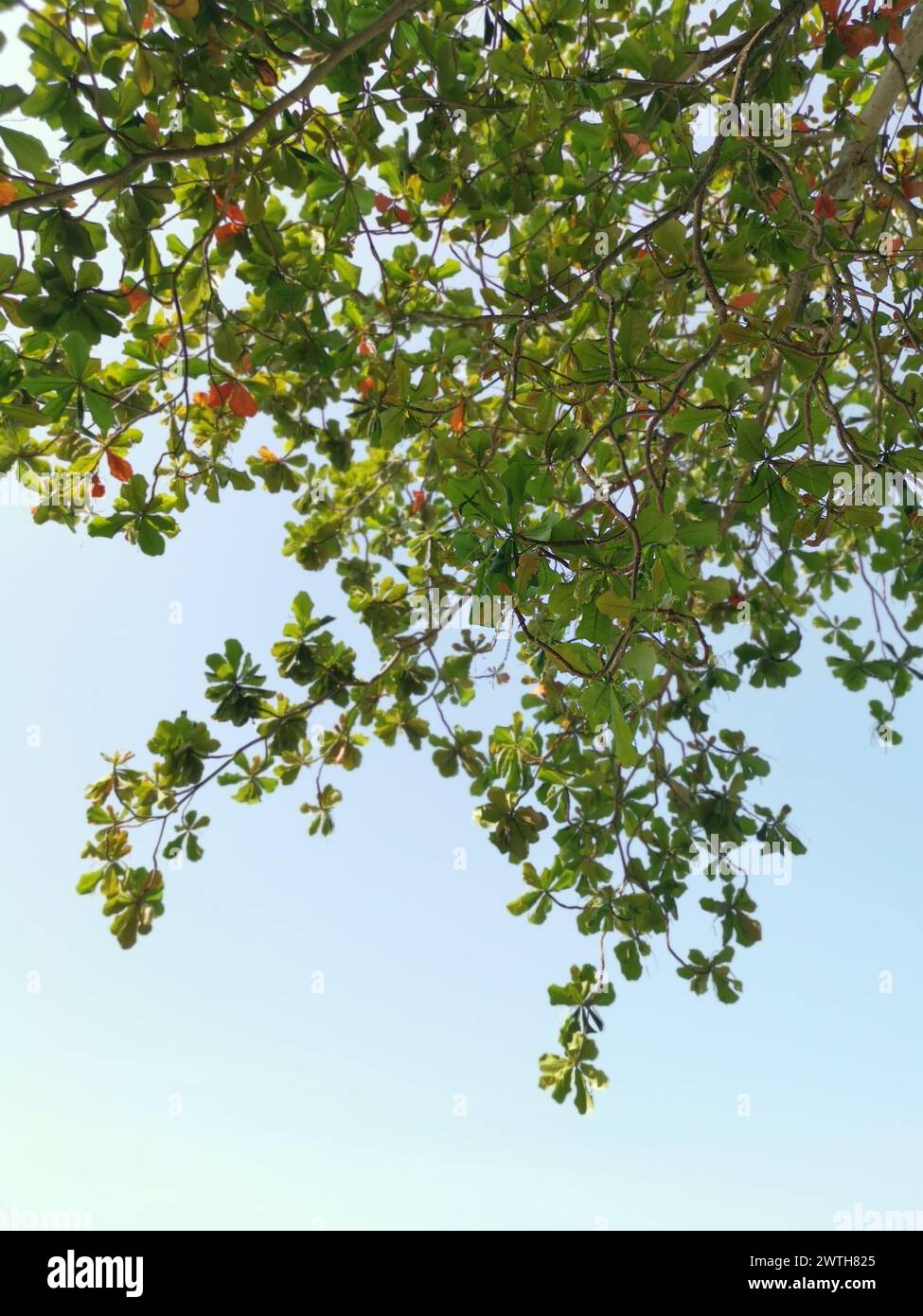 Terminalia catappa branches out by the beachfront Stock Photo - Alamy
