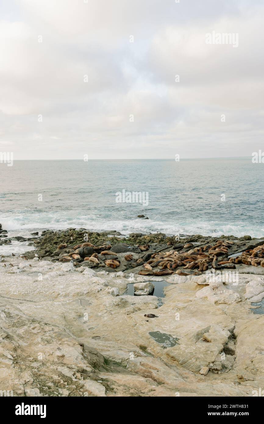 Seals Relaxing on San Diego Beach Stock Photo - Alamy