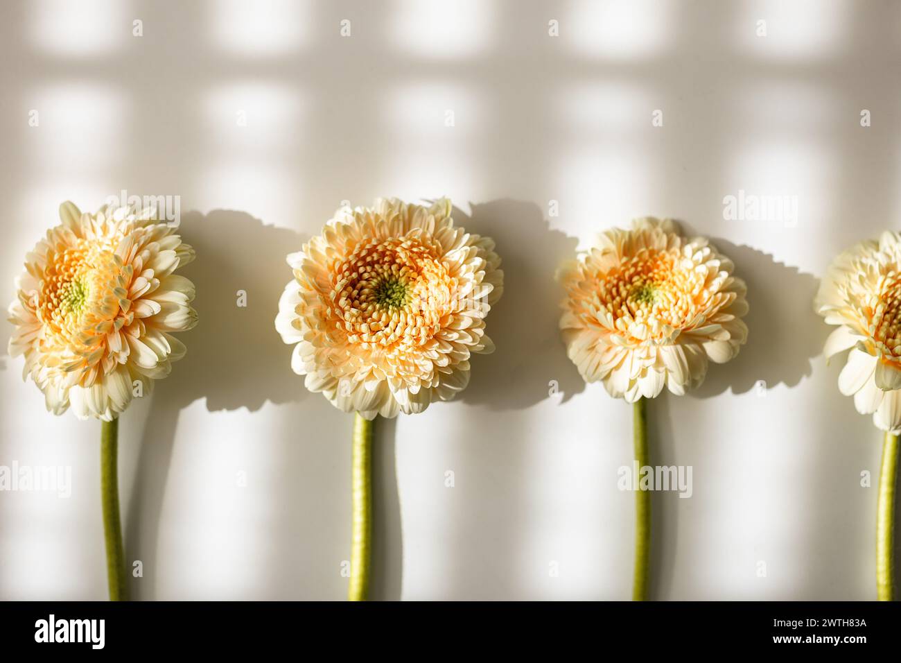 Line of white gerberas with striking light patterns Stock Photo - Alamy