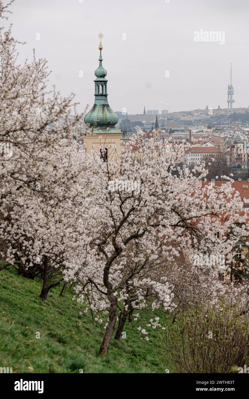 Prague spring branches hi-res stock photography and images - Alamy