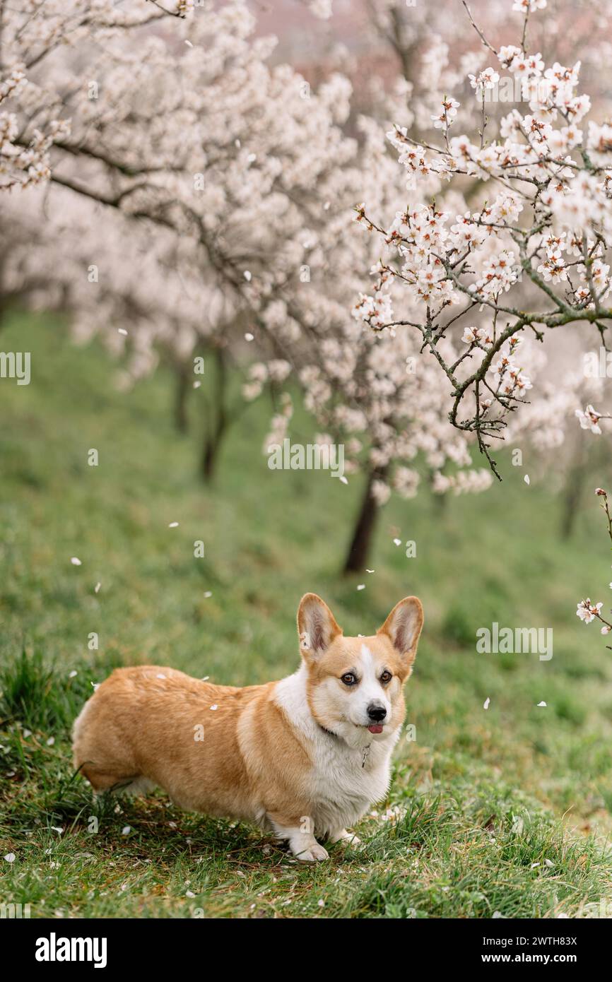 Corgi dog in a blooming rose garden, almond trees Stock Photo - Alamy