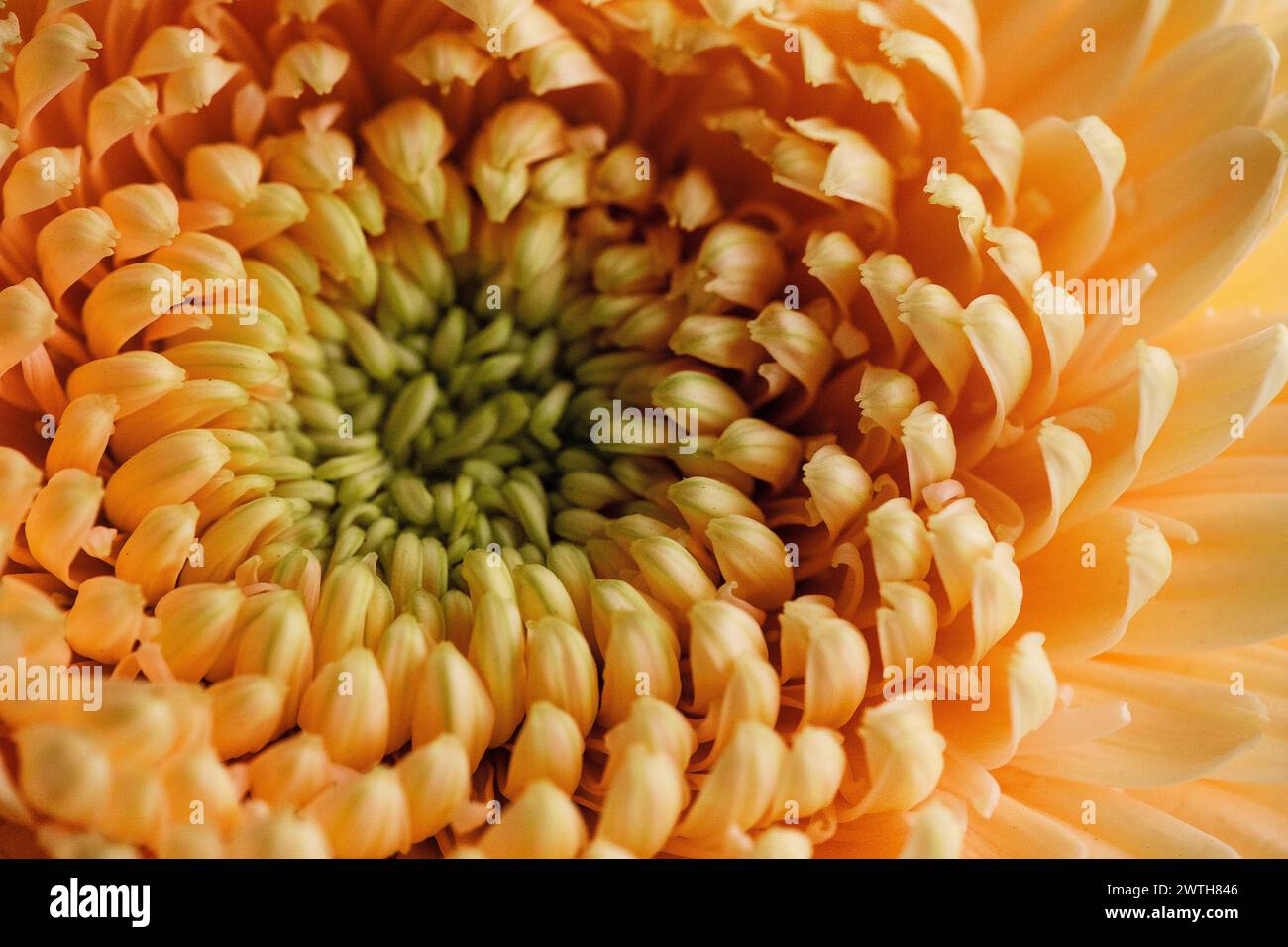 Daisy anatomy hi-res stock photography and images - Alamy