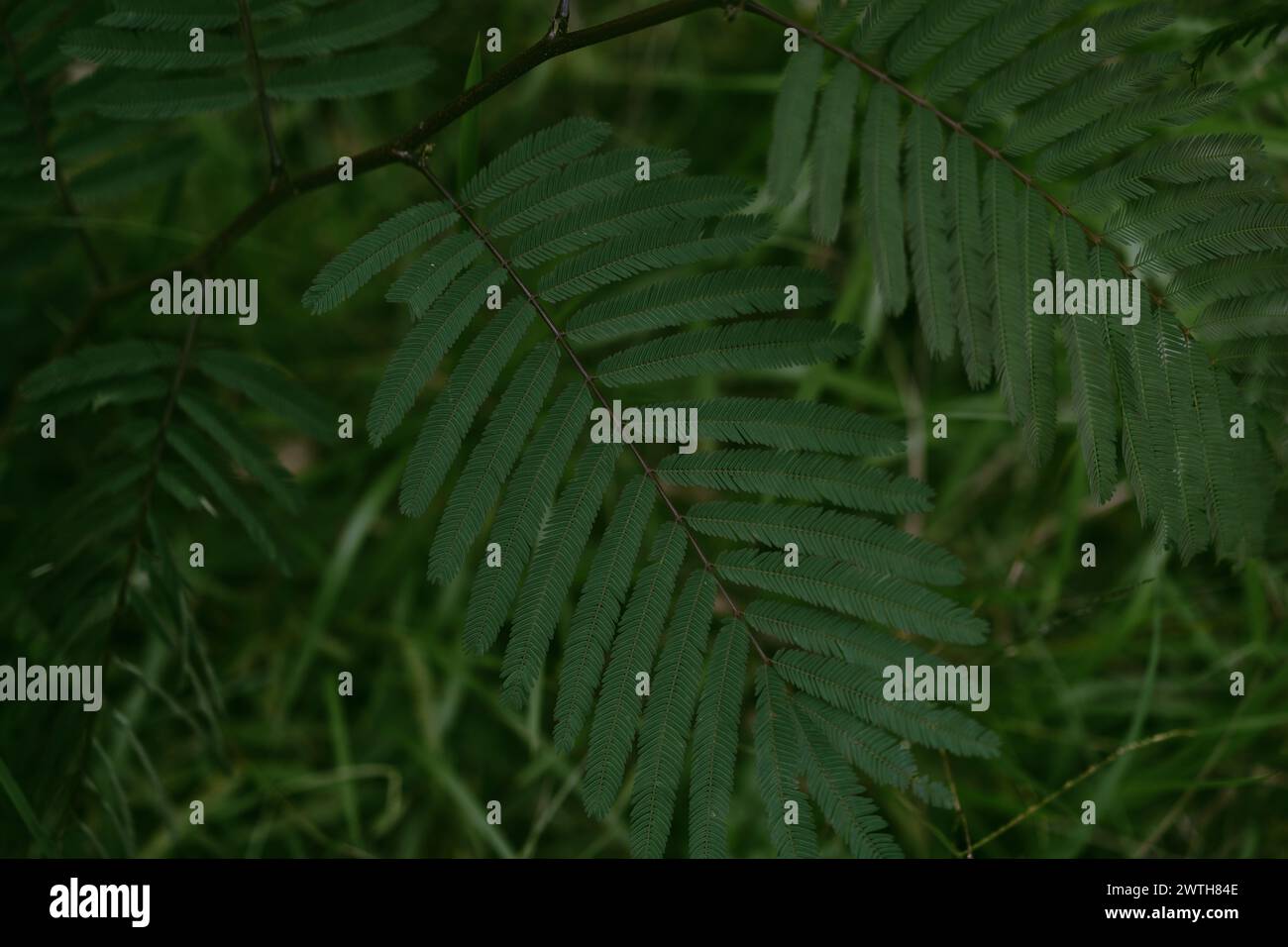 Jungle, tropical leaf, close-up. Bali Stock Photo - Alamy